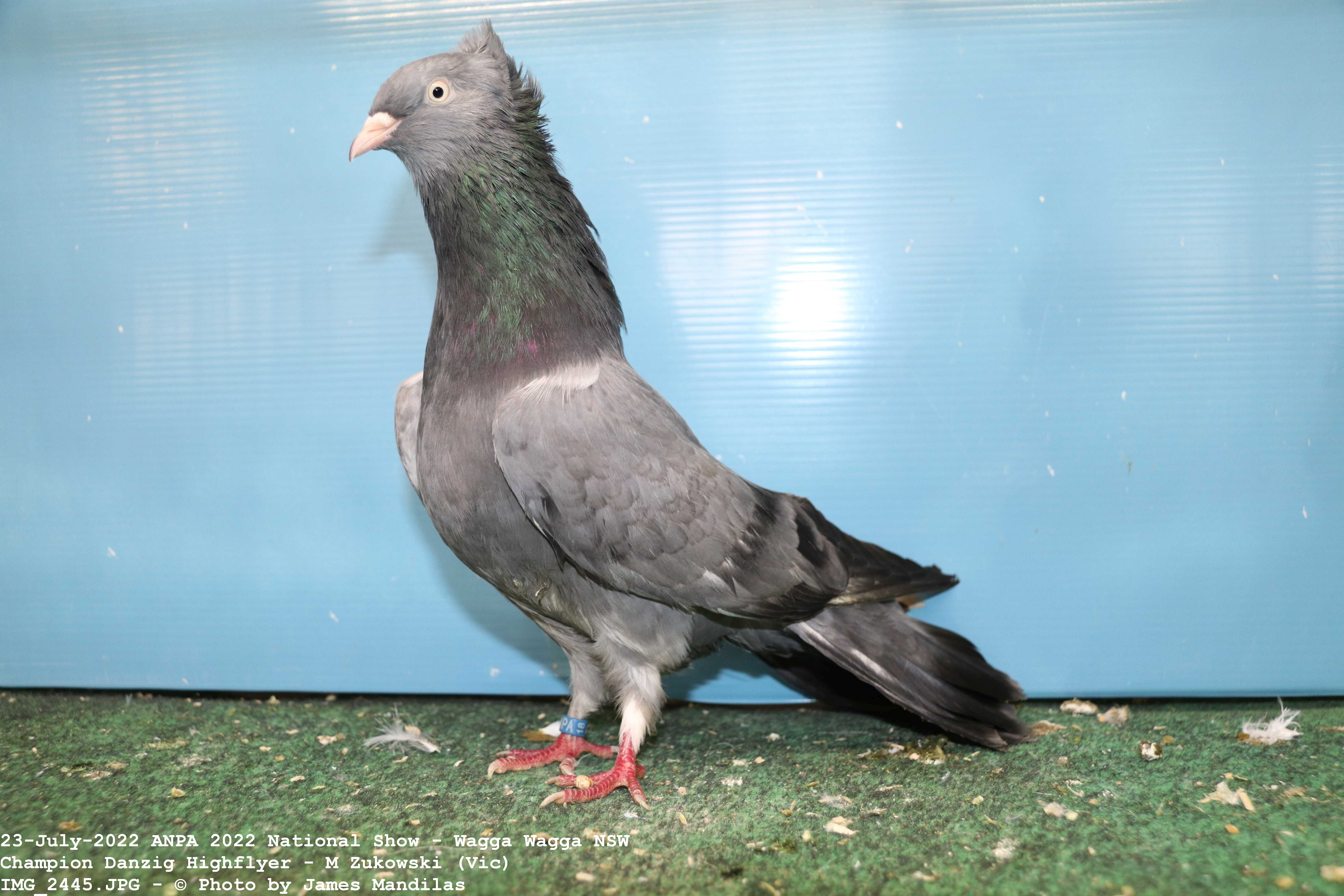 Dandenong Fancy Pigeon Society