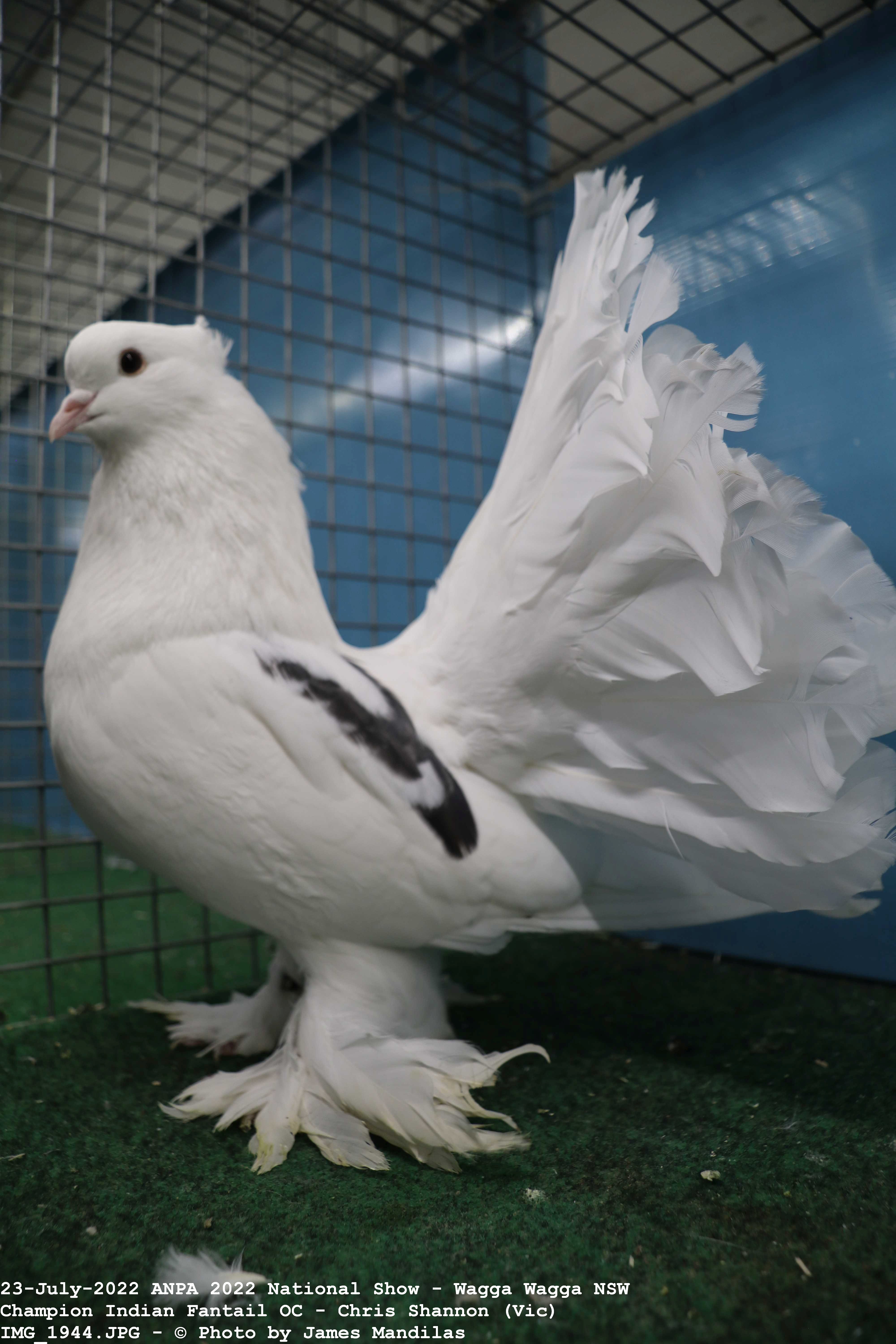 Dandenong Fancy Pigeon Society